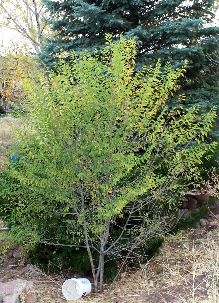 Siberian Elm — MEET THE GREEN