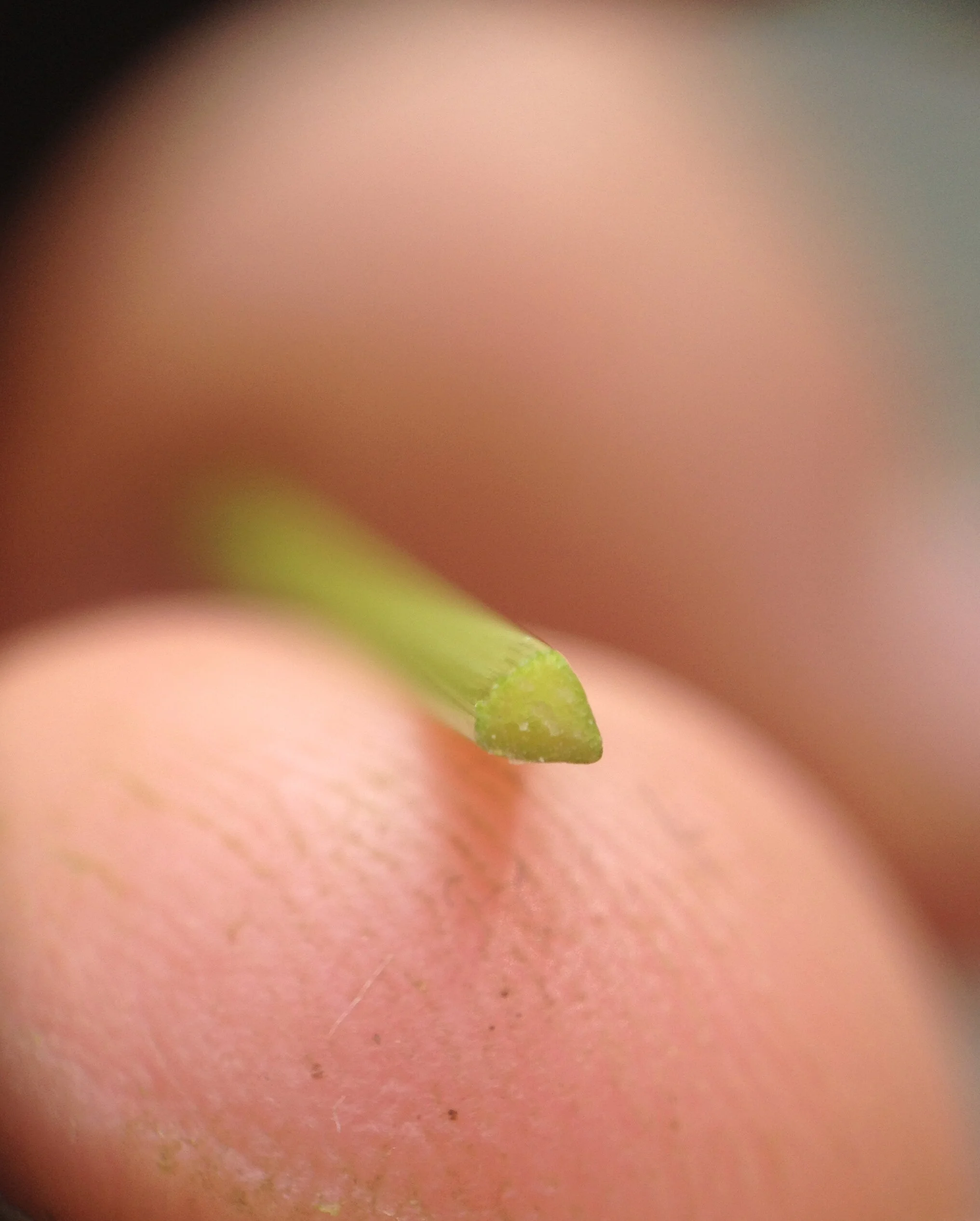 Goodness Graminoids! — MEET THE GREEN