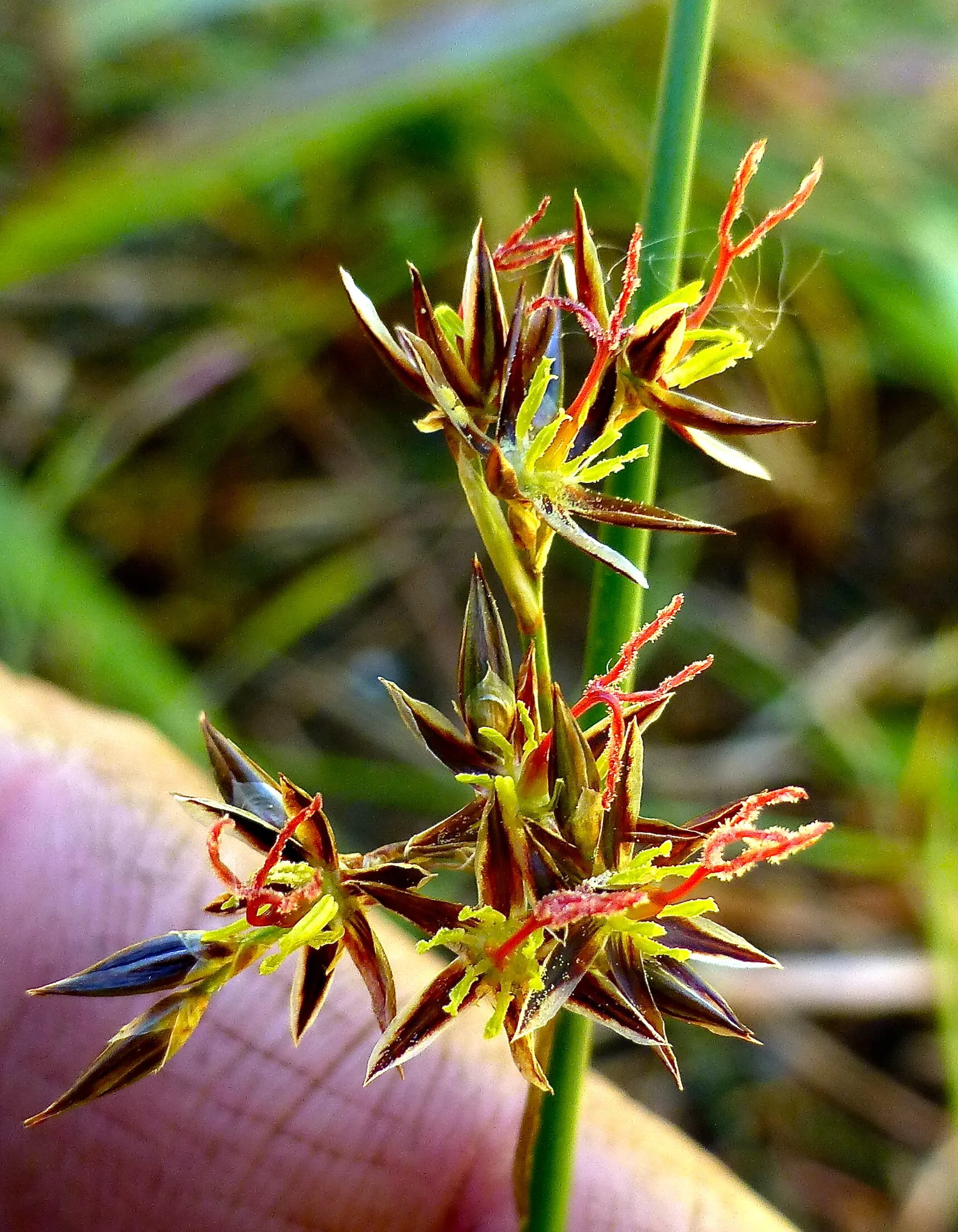 Goodness Graminoids! — MEET THE GREEN