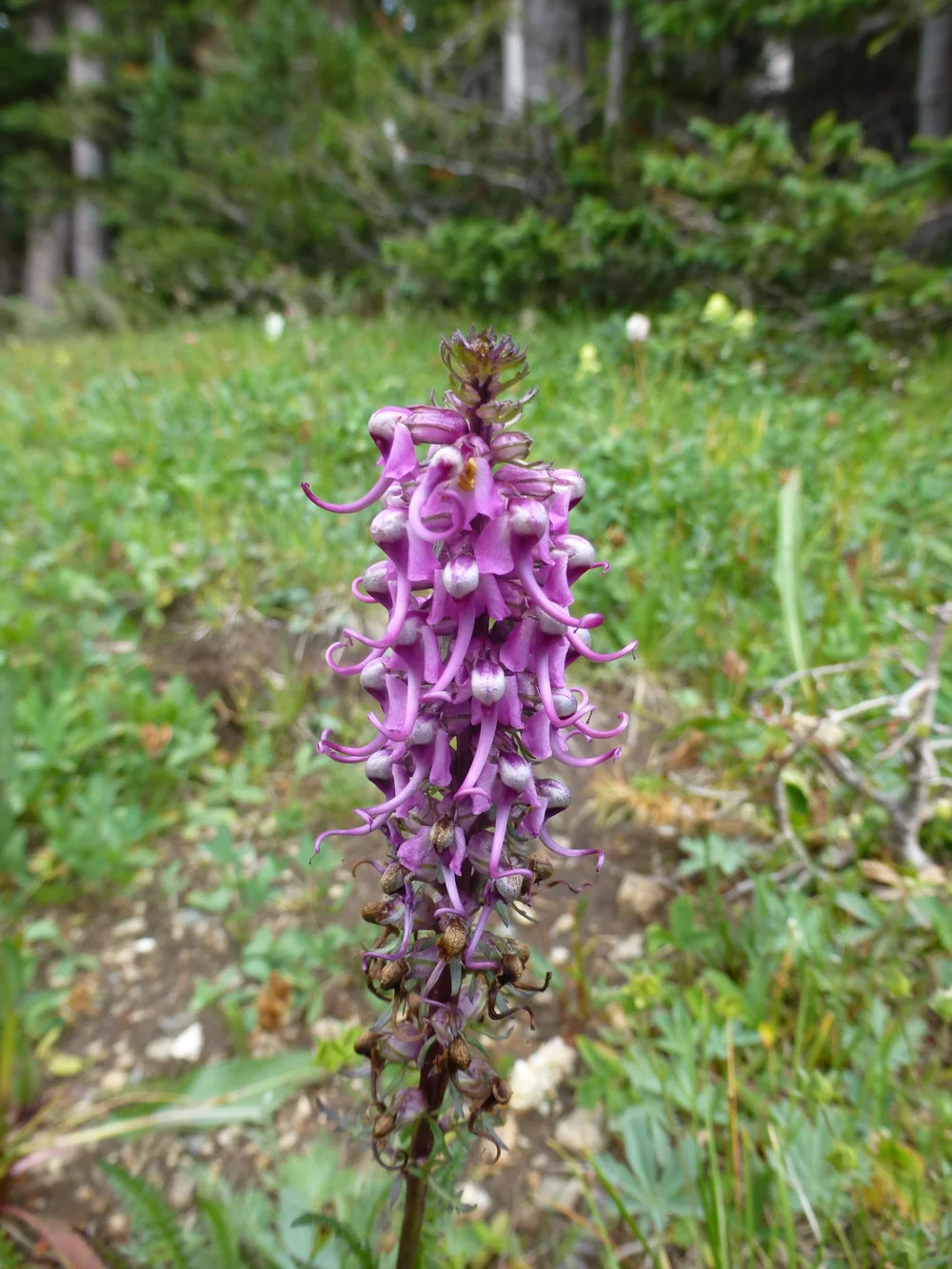 Ridicularis Pedicularis — MEET THE GREEN