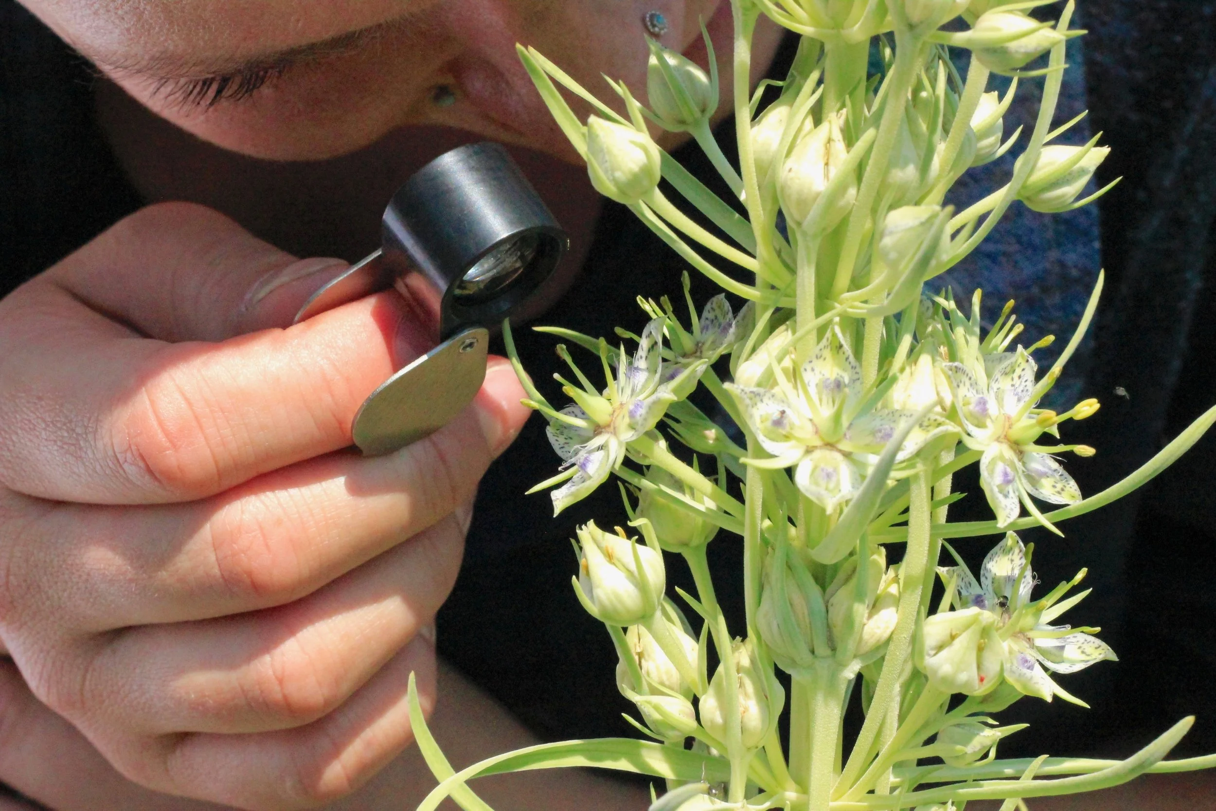 Herbal Medicine Learning Resources — MEET THE GREEN