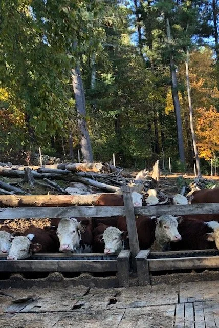 Elmhurst Farm | Local & Humanely Raised Beef | Norfolk, MA