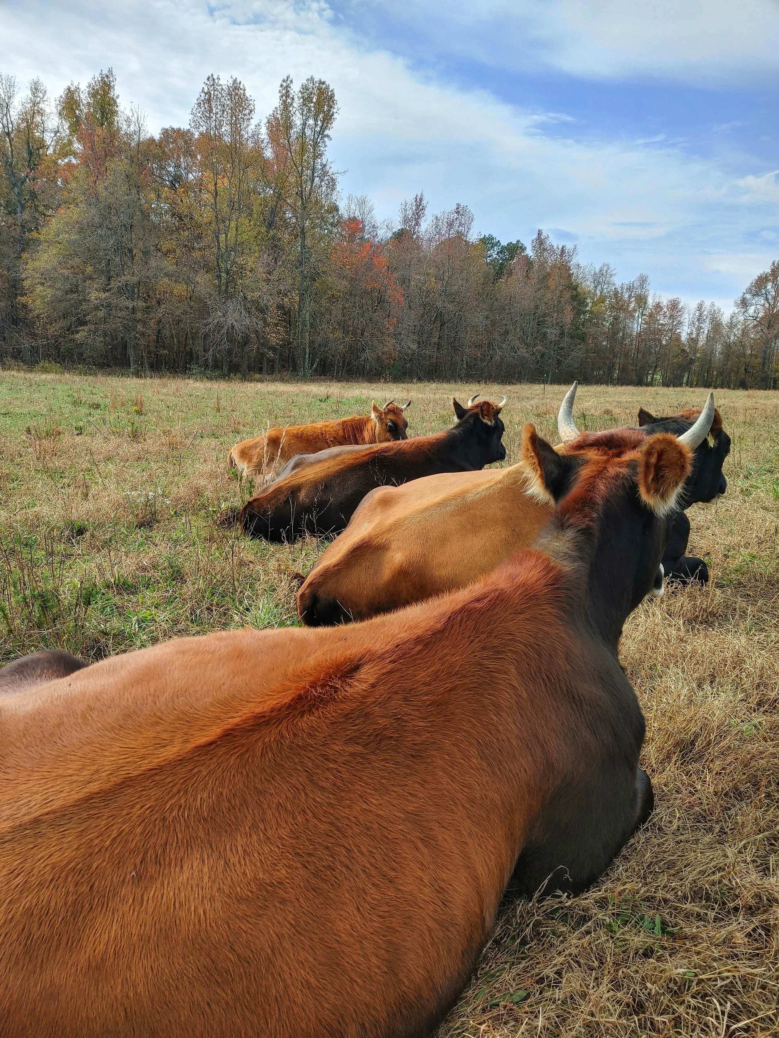 Shop — Benor Farm