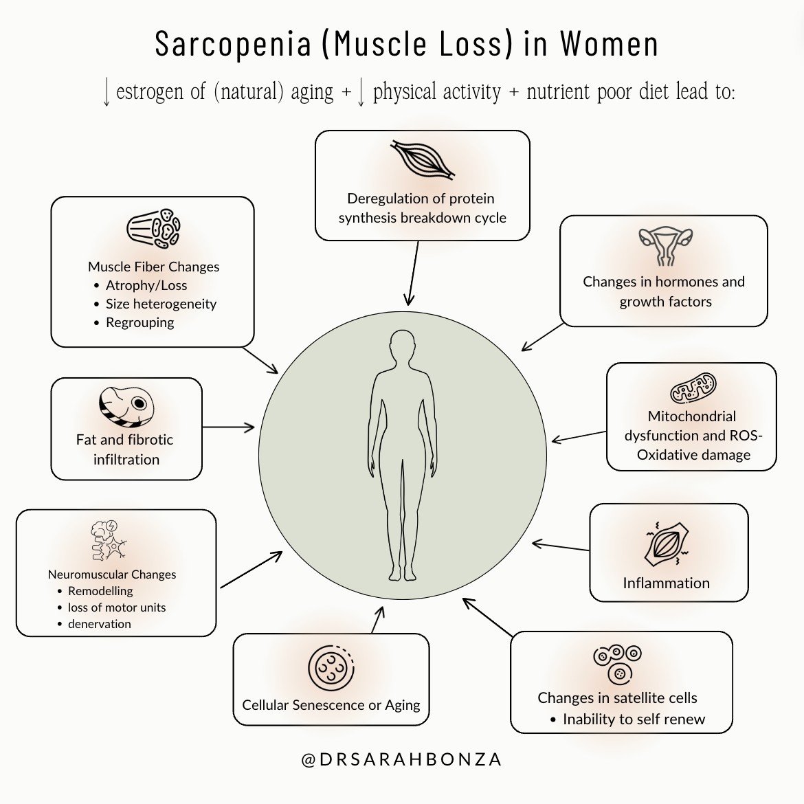 Estrogen's Role in Muscle Strength in Perimenopause — bonza health