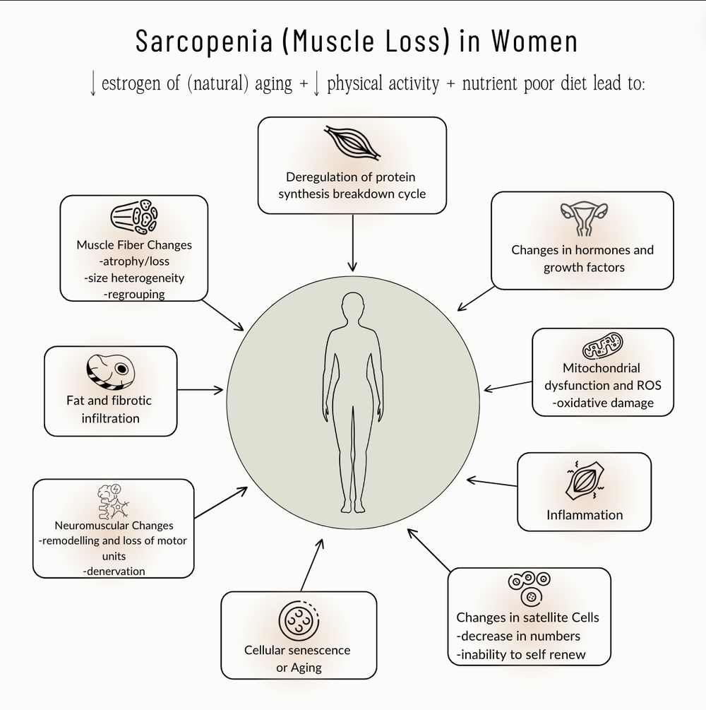 A Guide to Body Composition Changes During Menopause — bonza health