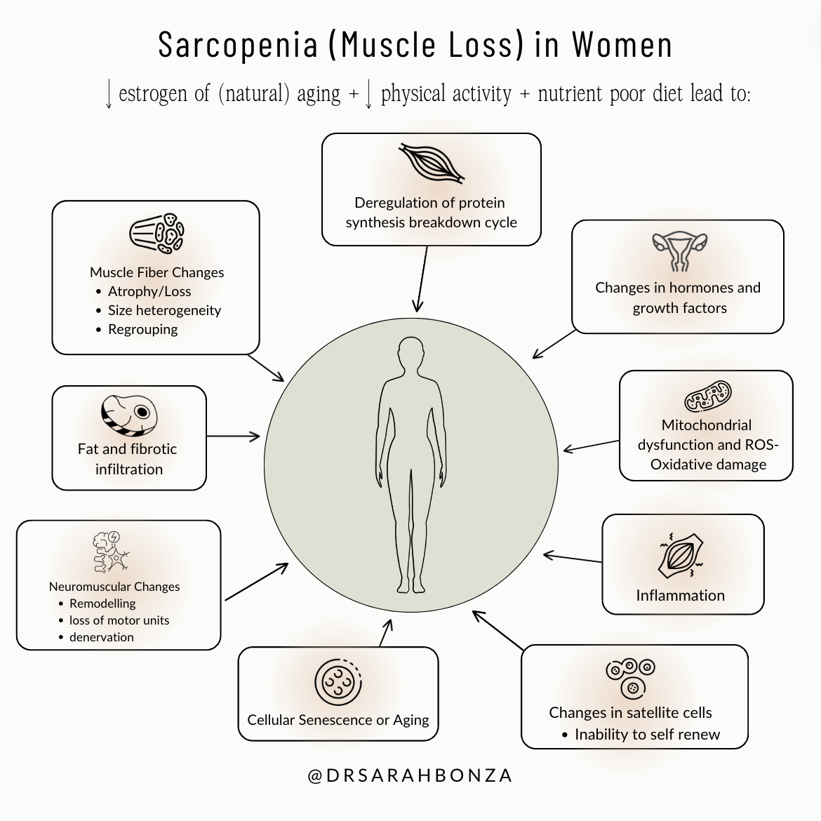 Estrogen's Role in Muscle Strength in Perimenopause — bonza health
