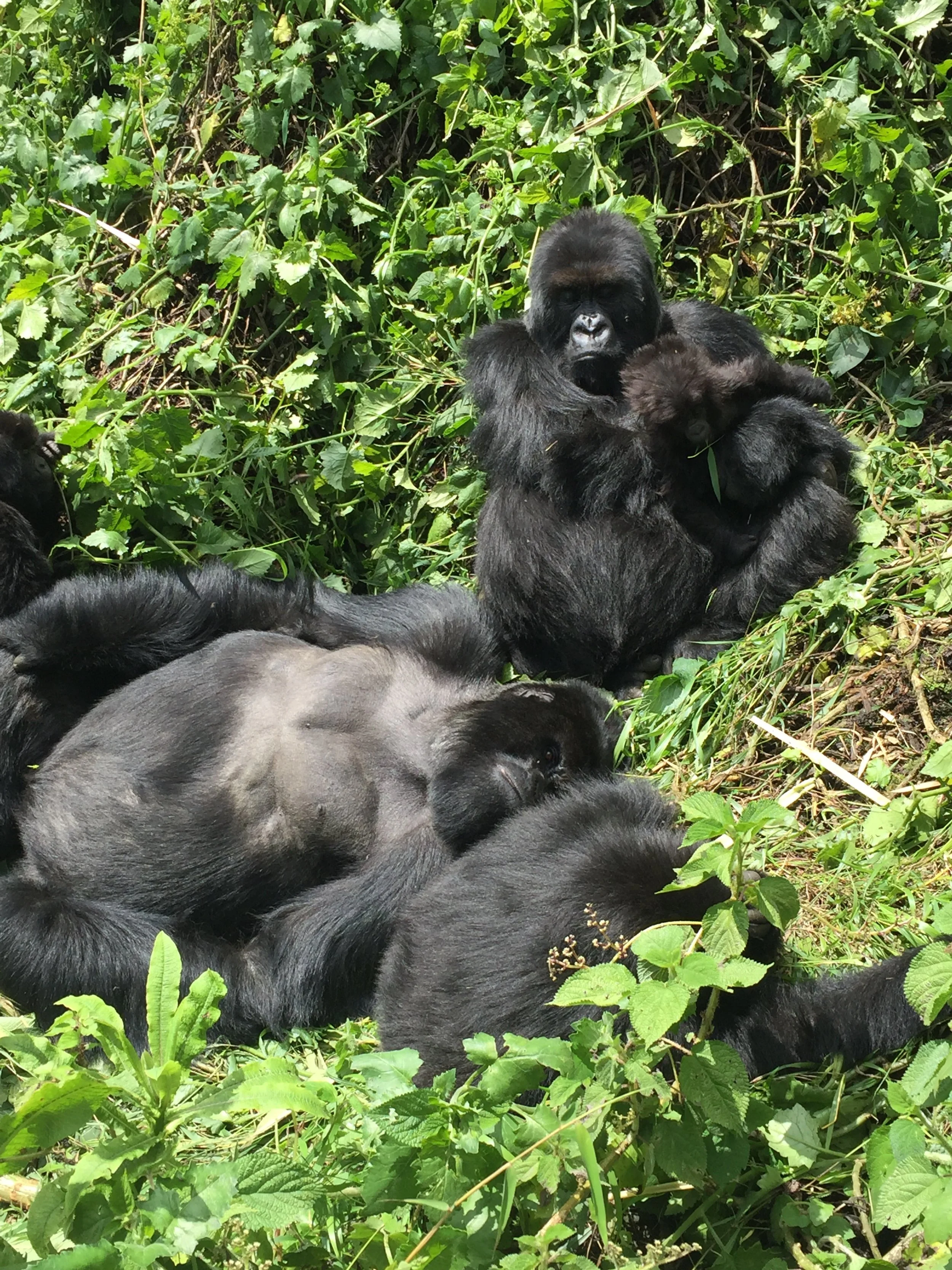 Trekking to See Mountain Gorillas in Virunga Mountains | Designer Safari
