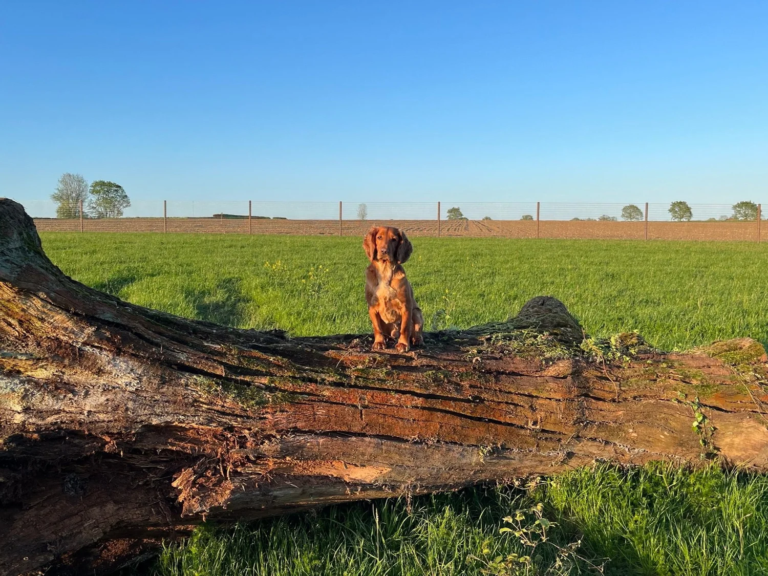 Stowupland Dog Meadow
