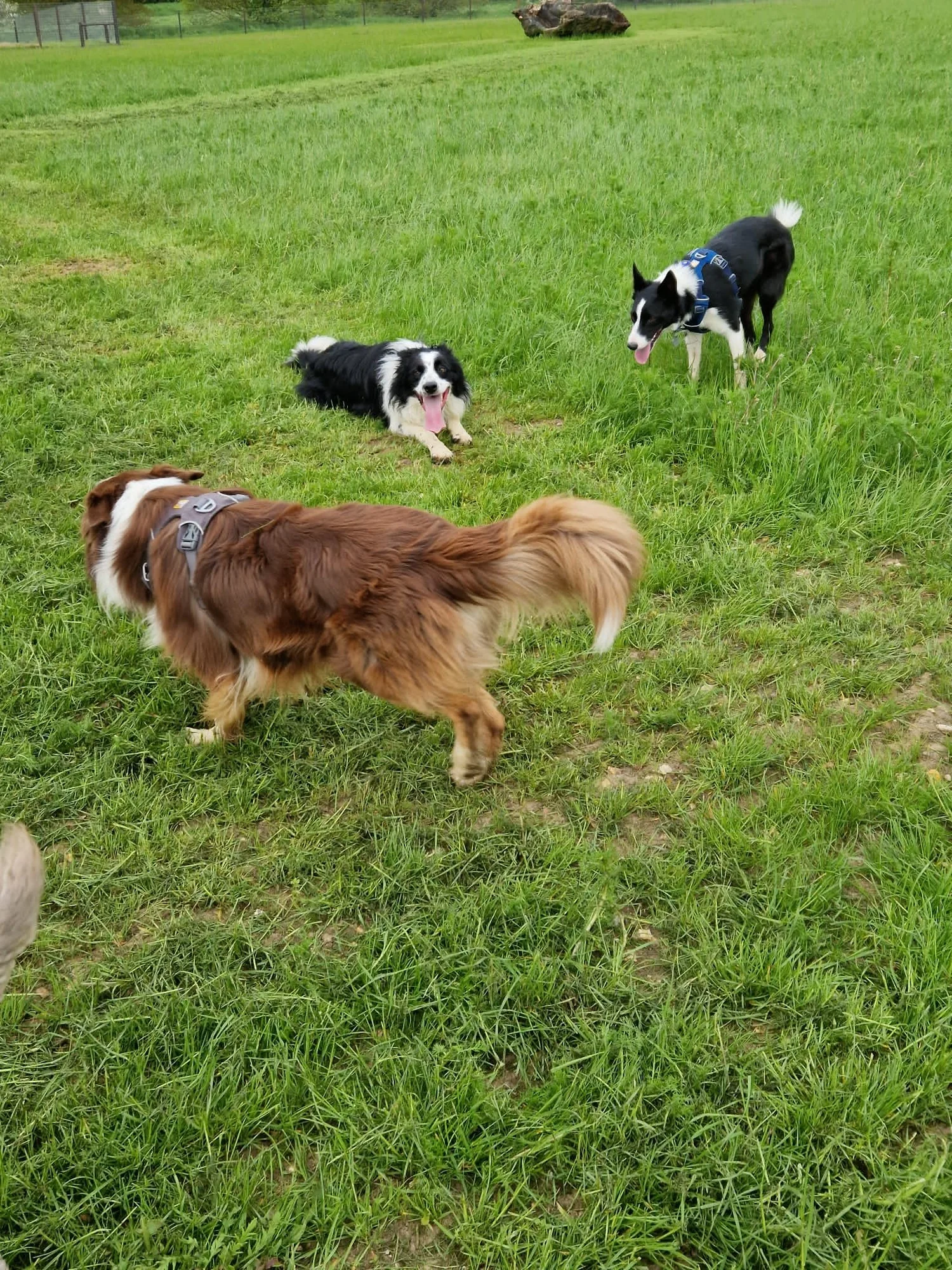 Stowupland Dog Meadow