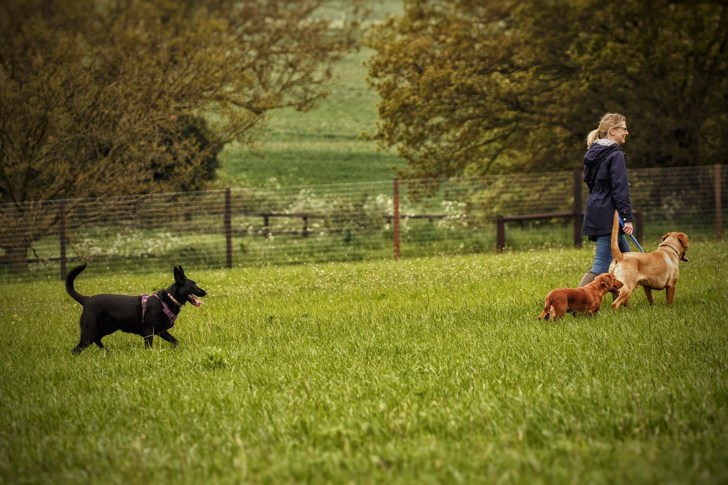 Stowupland Dog Meadow