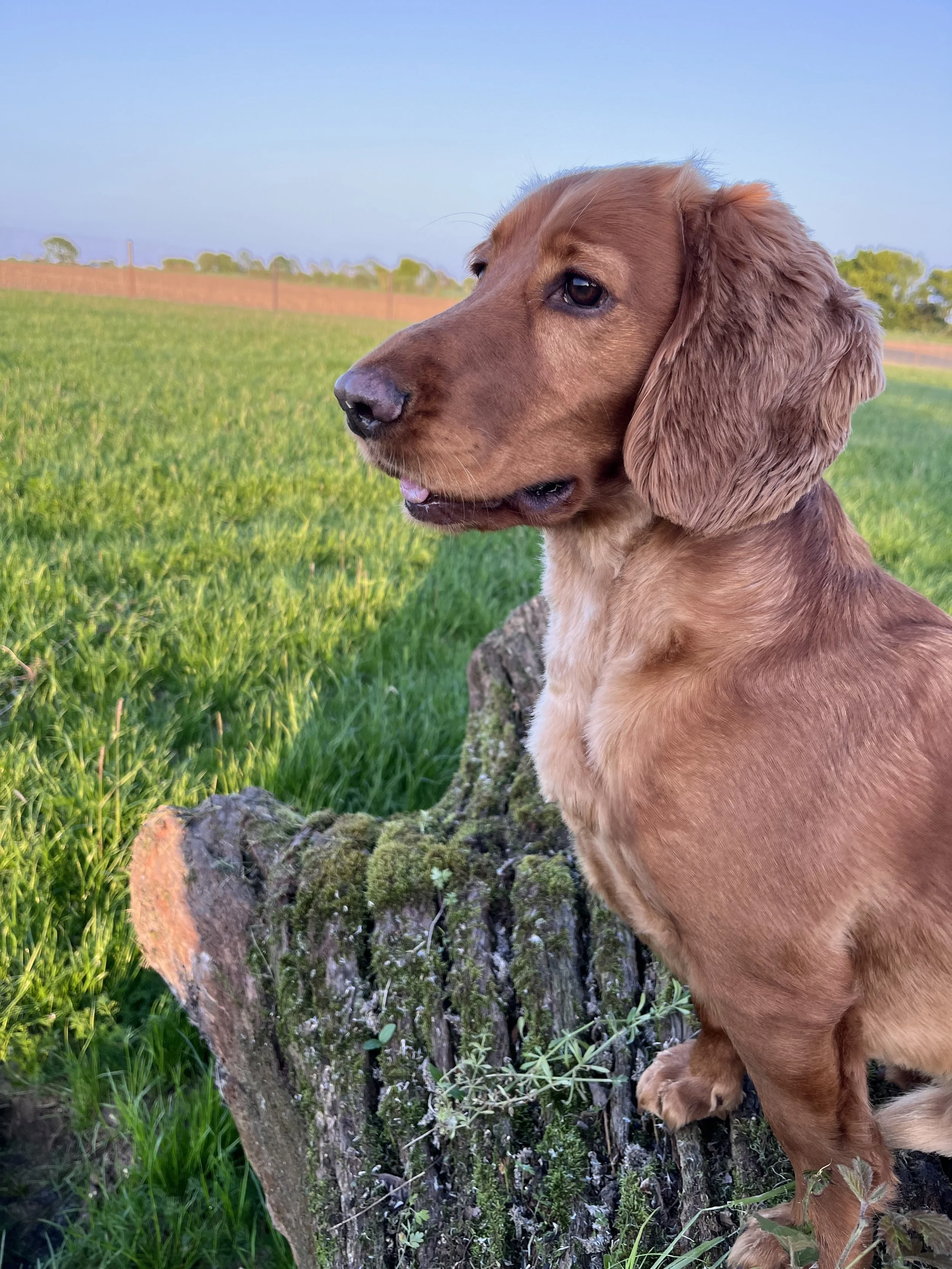 Stowupland Dog Meadow