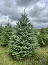 Christmas Trees — Arend Tree Farms