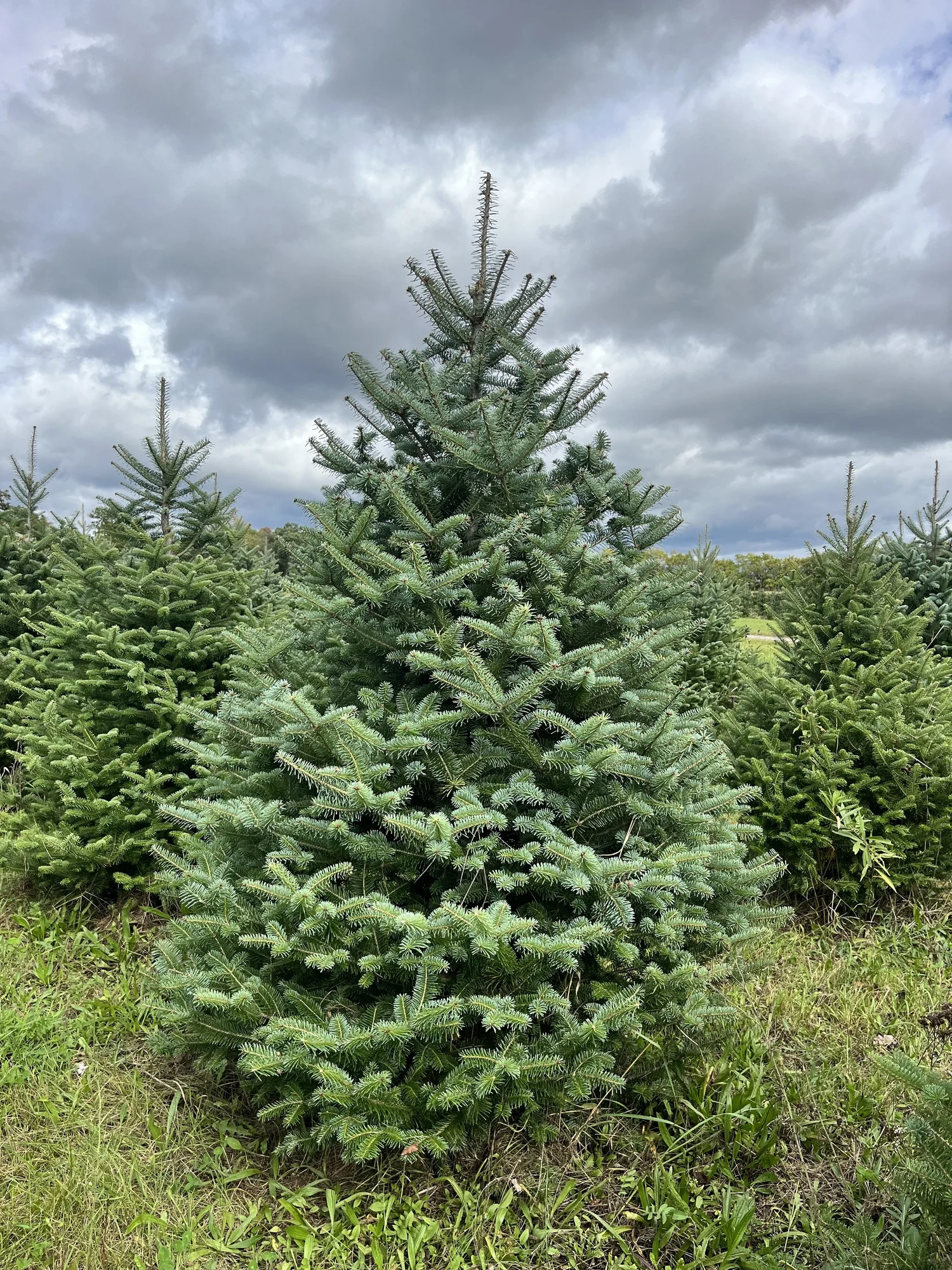 Christmas Trees — Arend Tree Farms