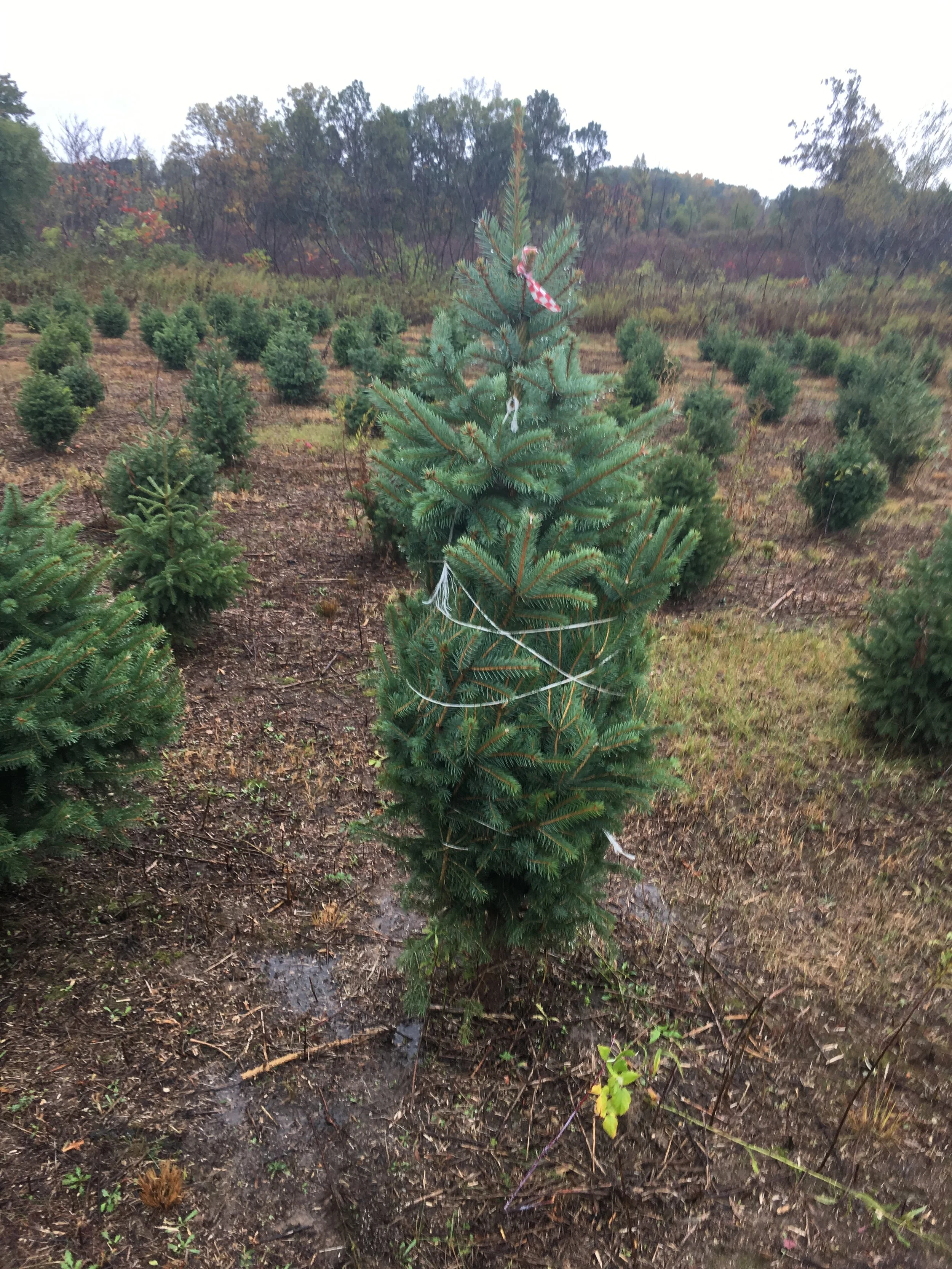 Landscape Trees — Arend Tree Farms