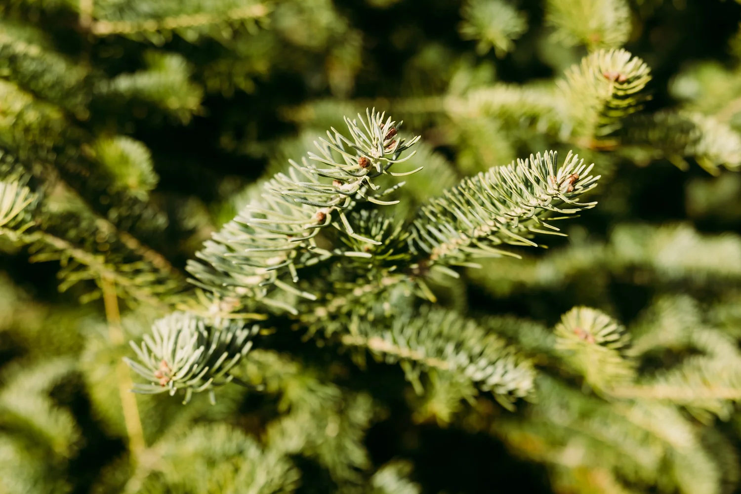 Christmas Trees — Arend Tree Farms