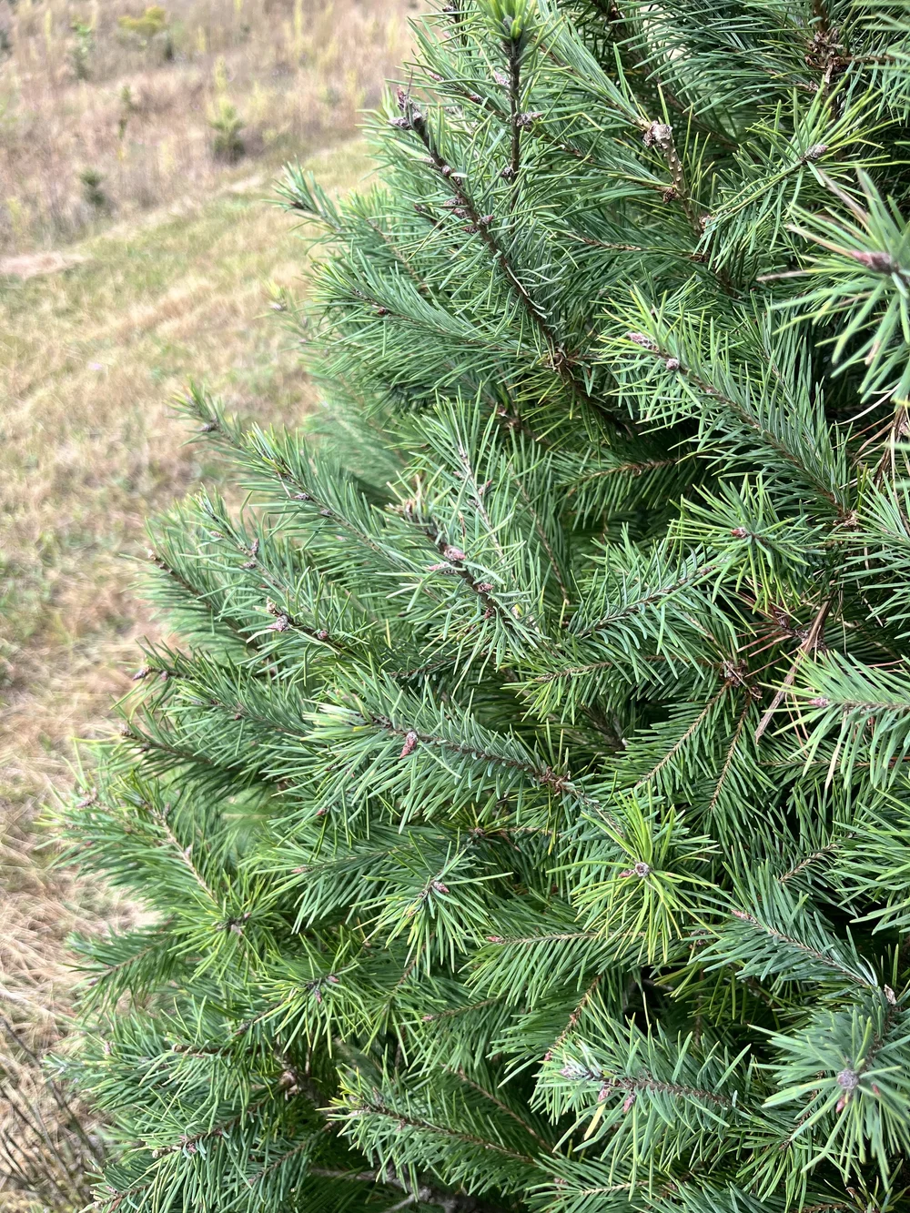 Christmas Trees — Arend Tree Farms