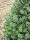 Christmas Trees — Arend Tree Farms
