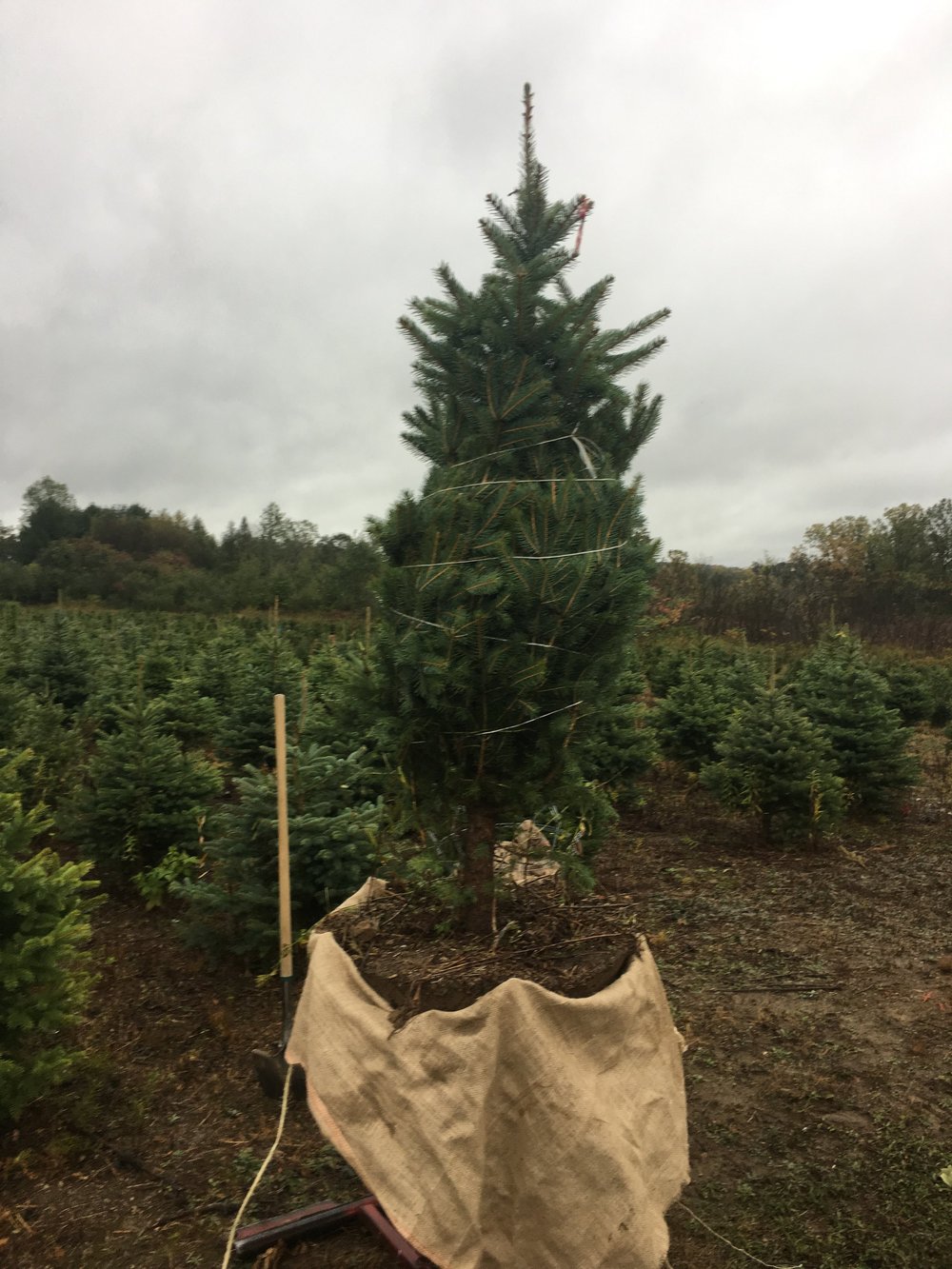 Landscape Trees — Arend Tree Farms