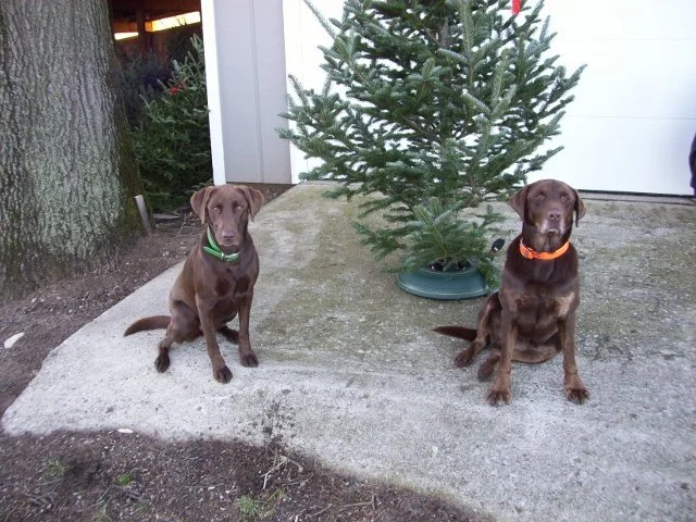 Gallery — Arend Tree Farms