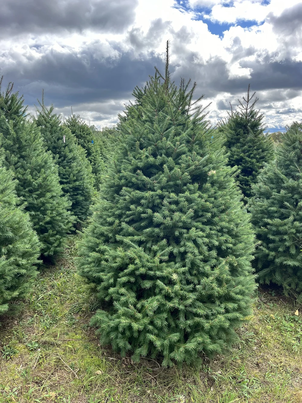 Christmas Trees — Arend Tree Farms