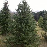 Christmas Trees — Arend Tree Farms