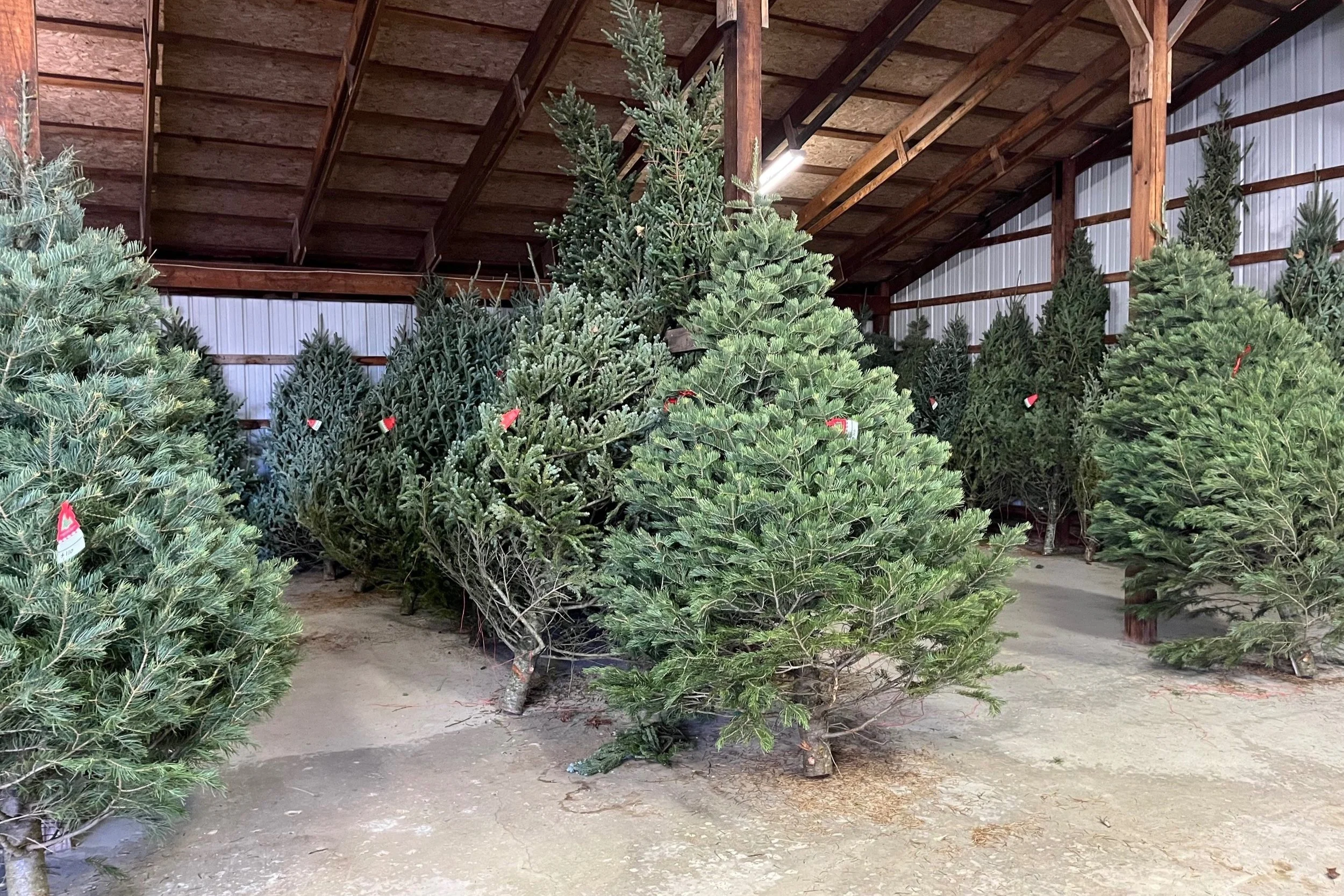 Christmas Trees — Arend Tree Farms