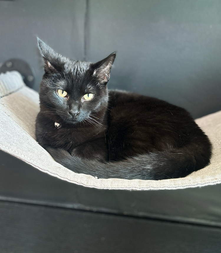 Adopt a Cat: Find Your Feline Friend Today - Available Cats for ...