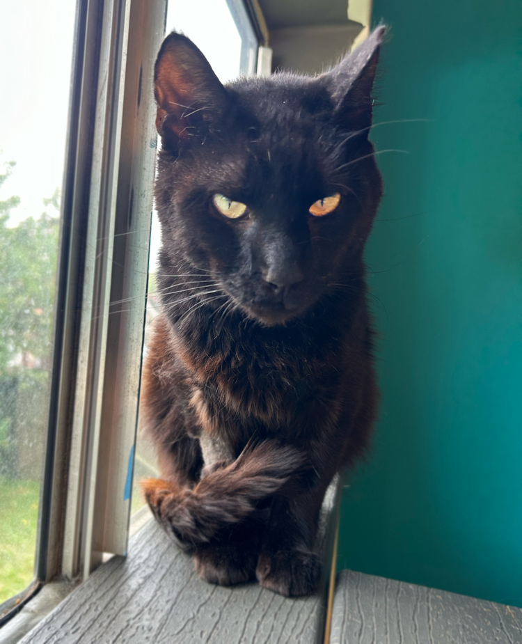 Adopt a Cat: Find Your Feline Friend Today - Available Cats for ...
