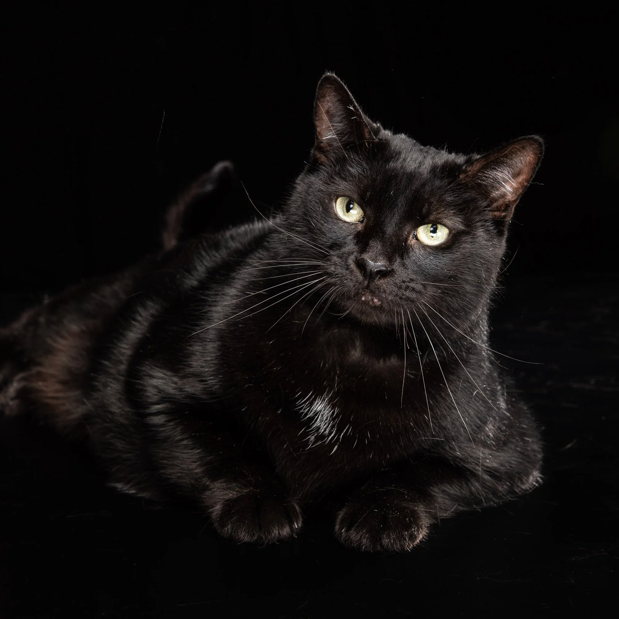 OUR CATS — House of Black Cat Magic