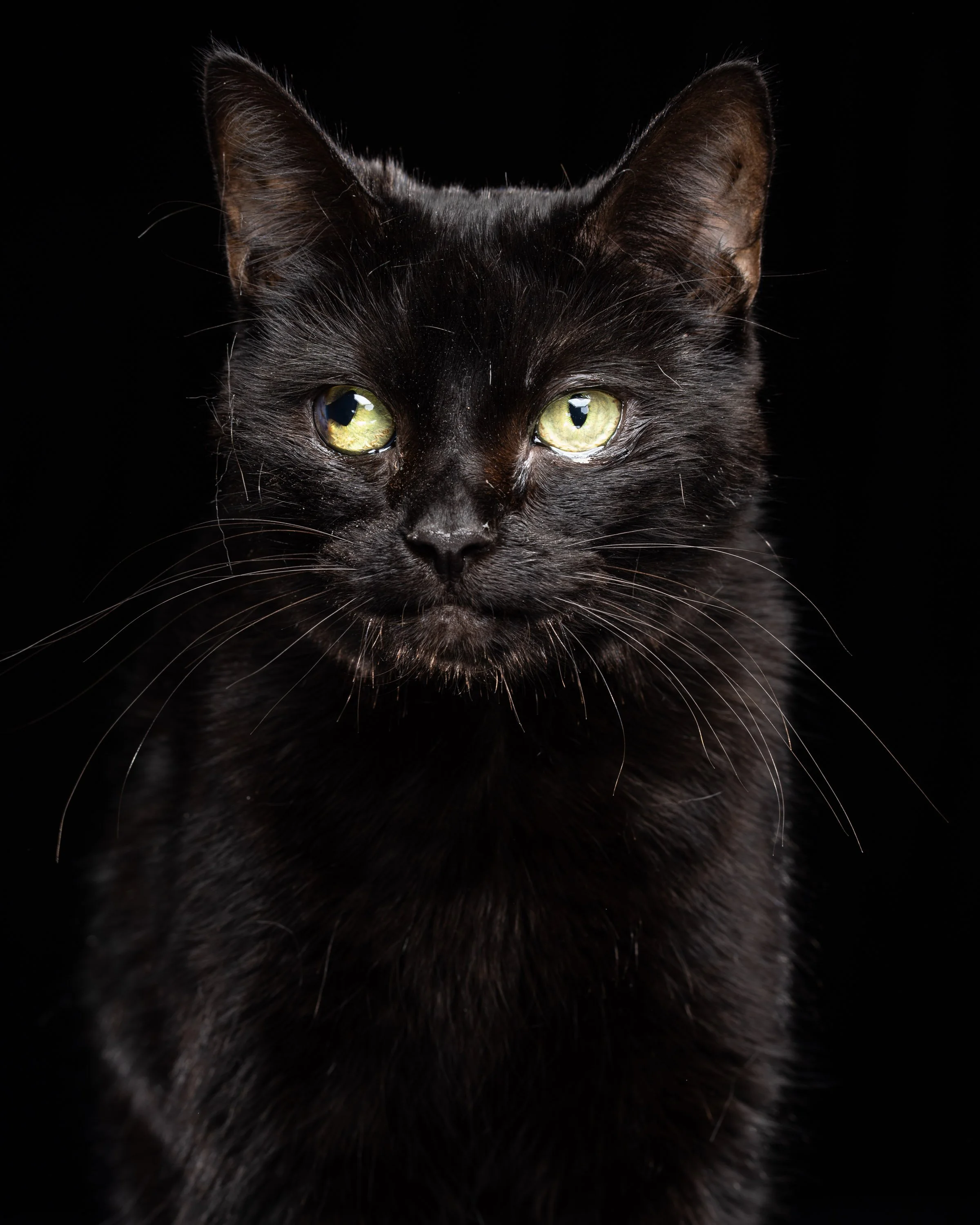 OUR CATS — House of Black Cat Magic