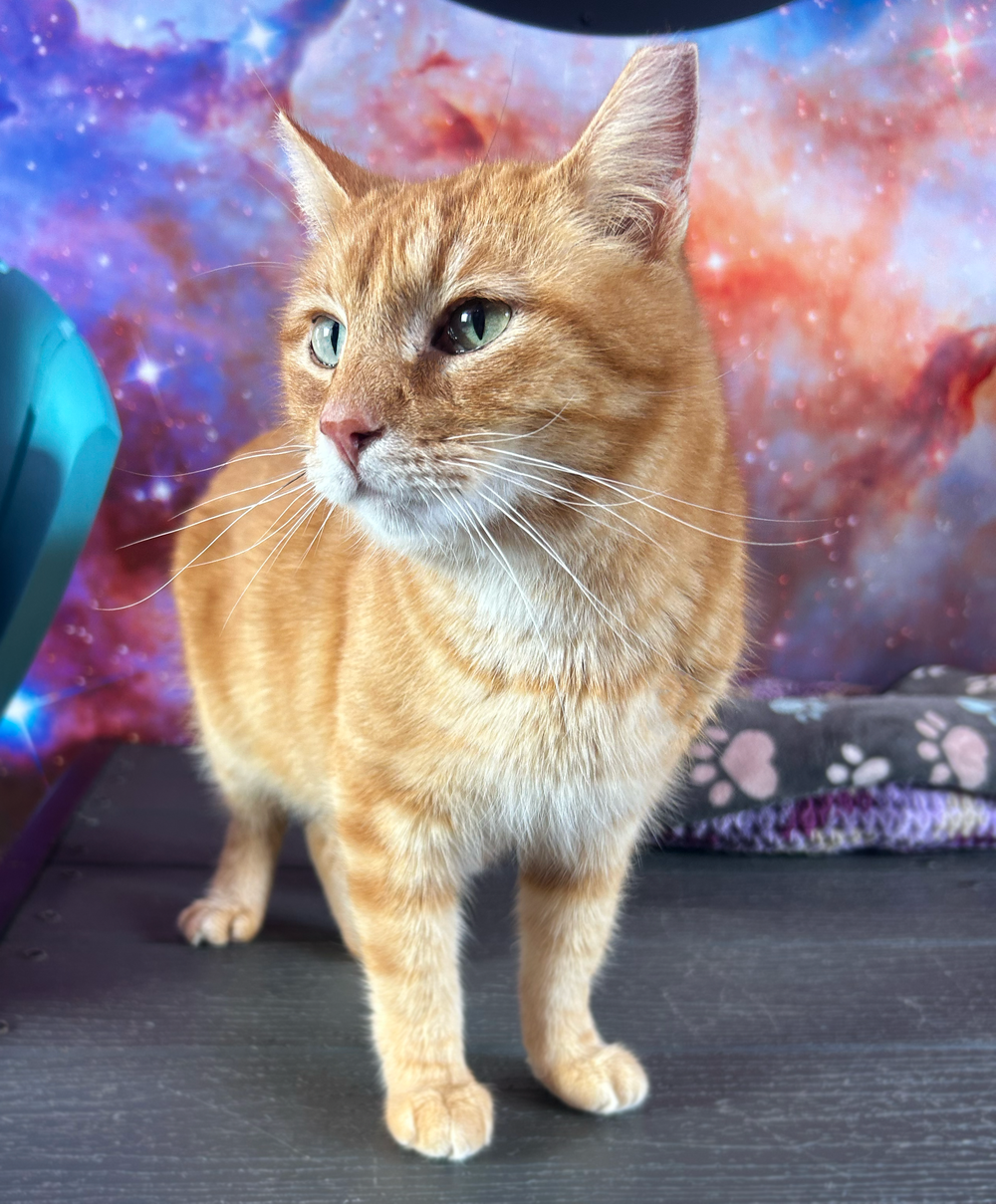 Adopt a Cat: Find Your Feline Friend Today - Available Cats for ...