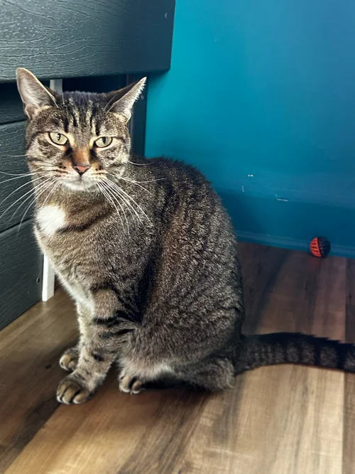 Adopt a Cat: Find Your Feline Friend Today - Available Cats for Adoption — House of Black Cat Magic