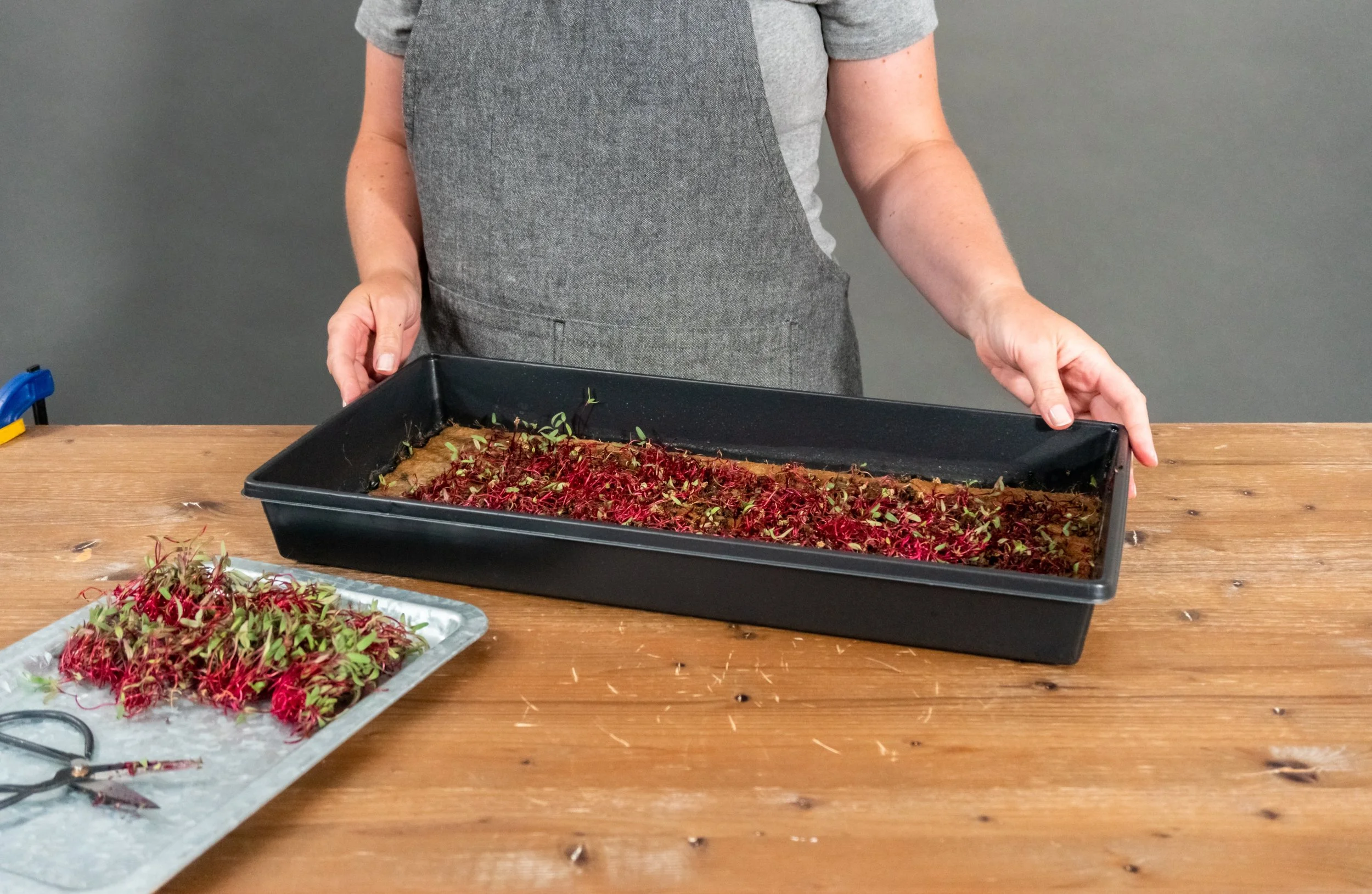 Grow Your Own Microgreens: The Ultimate Guide (with links to ...