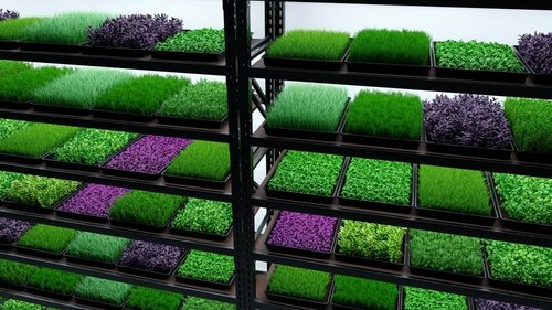 Grow Your Own Microgreens: The Ultimate Guide (with links to ...