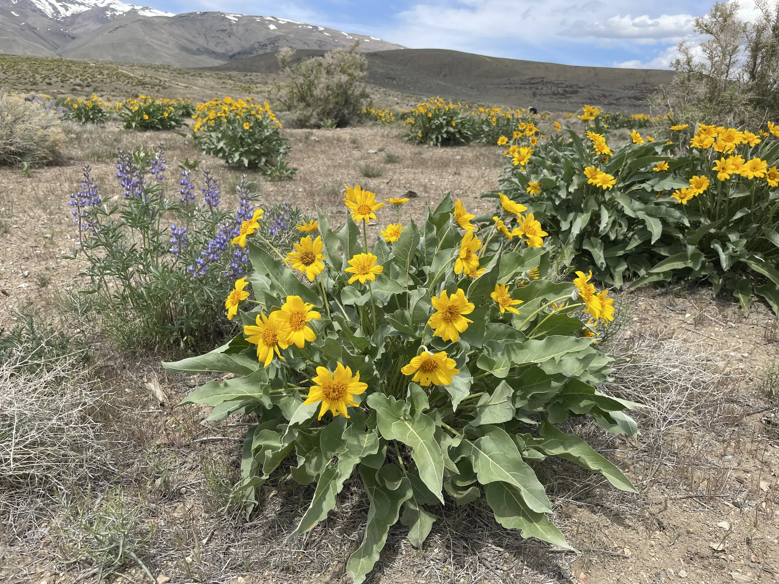 Fly Ranch — Friends of Black Rock-High Rock