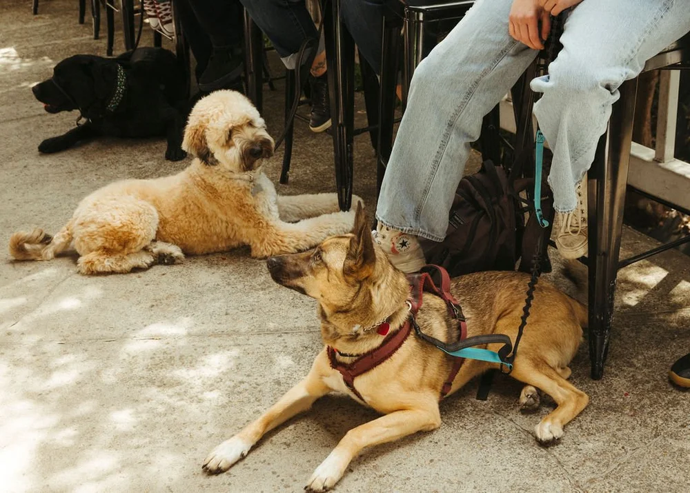 Training Services — Rebel Dog Training