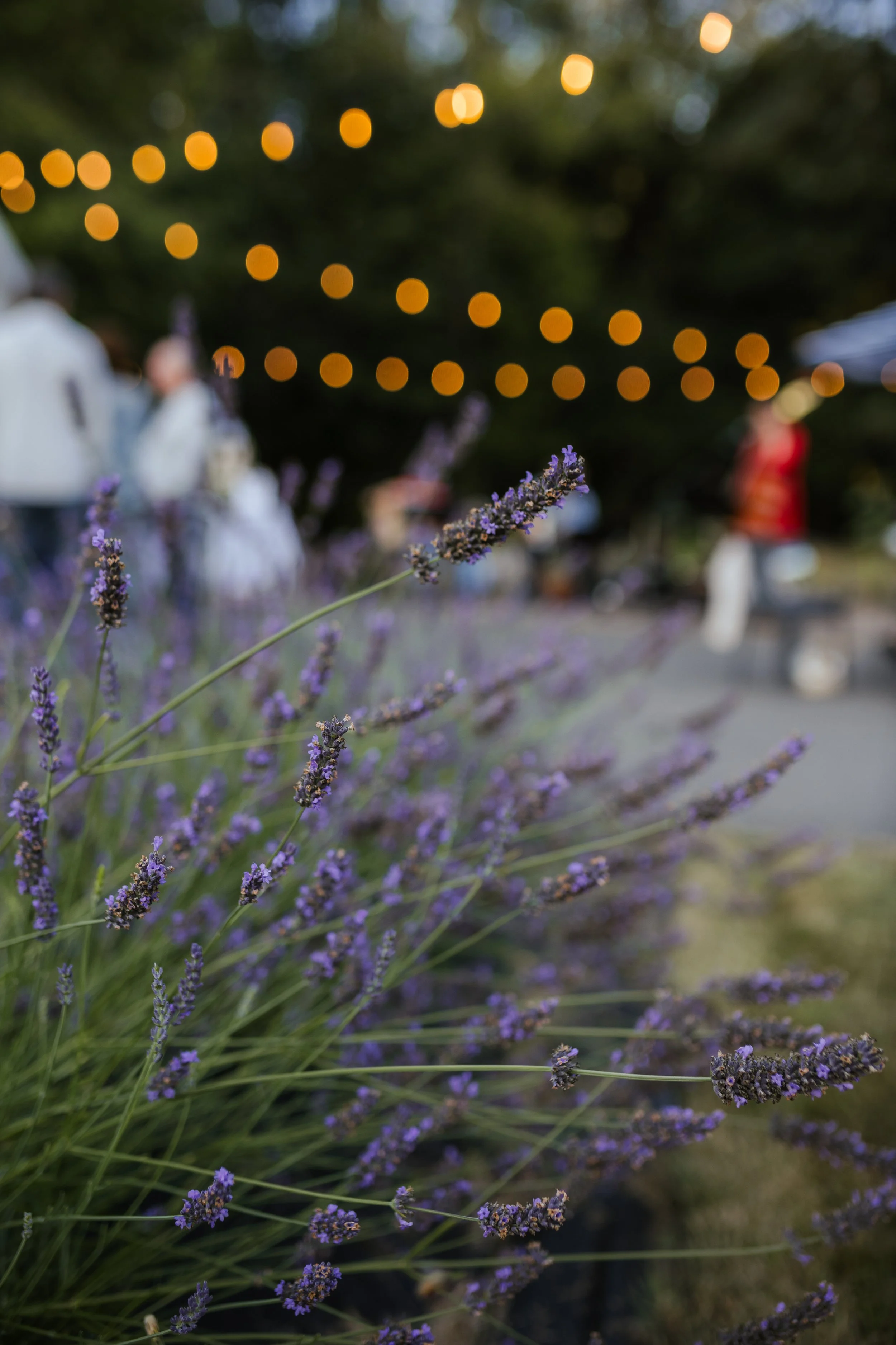 BLUETREE FARM & FOREST