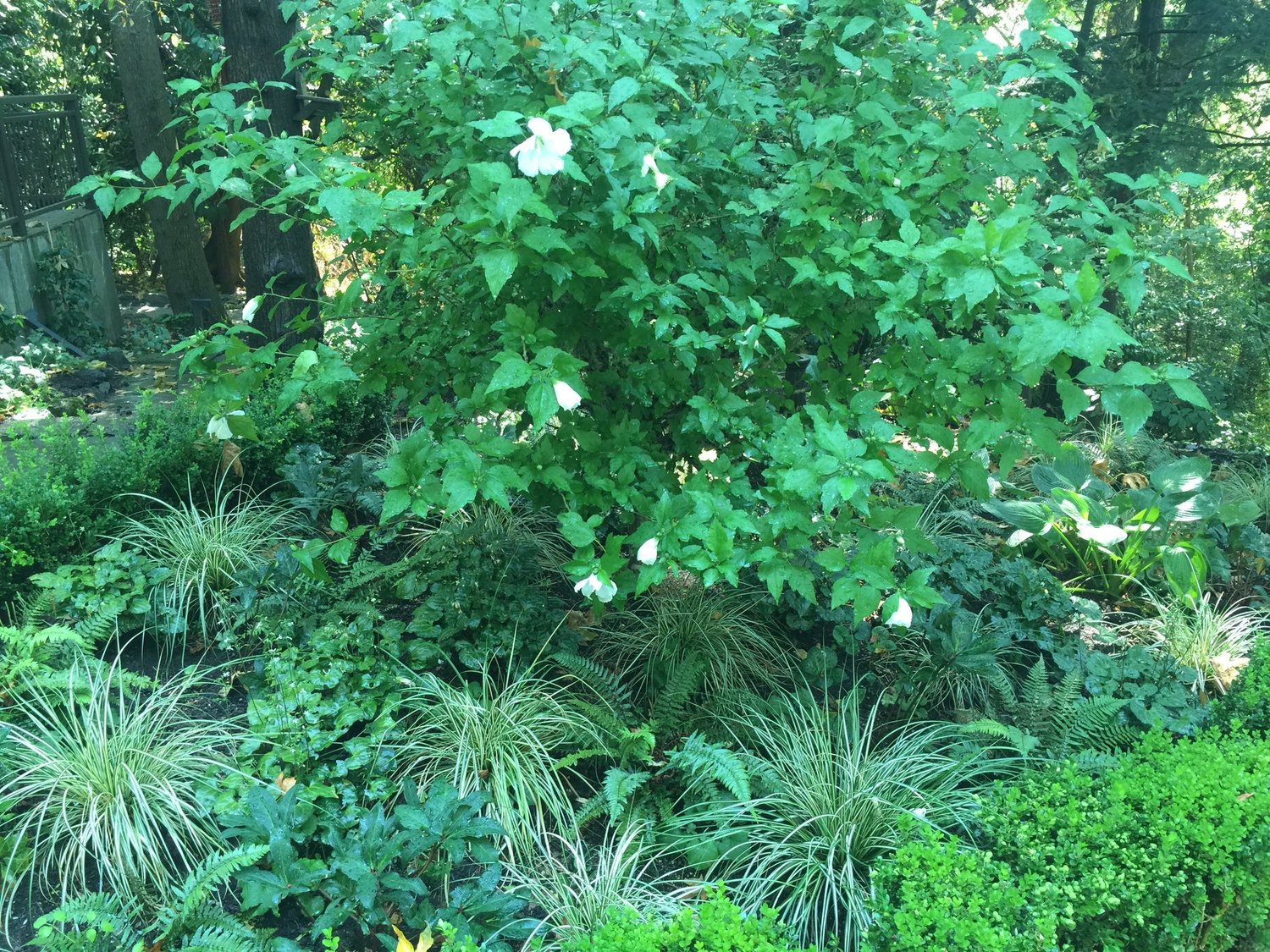 Various & Sundry Projects — Amaranth Organic Gardening