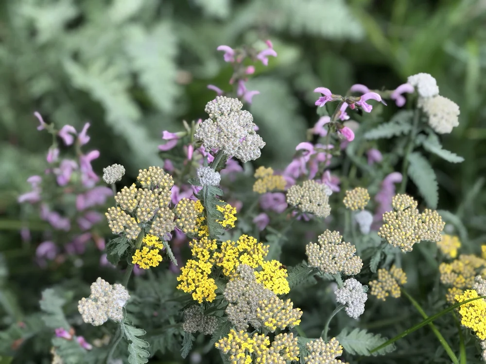 Various & Sundry Projects — Amaranth Organic Gardening