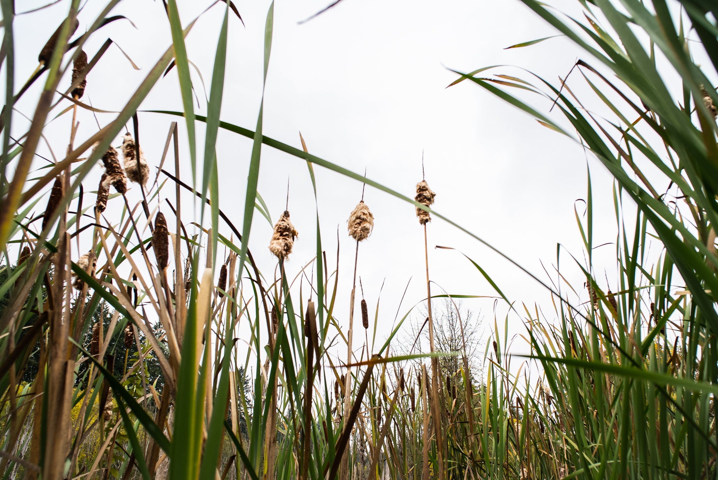 Plants — The Wetland Conservancy