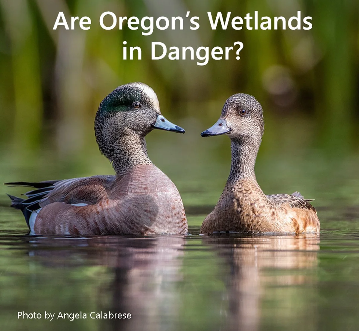 Clean Water Act: Major Rule Change Alert — The Wetland Conservancy