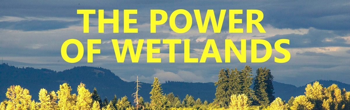 Be a Champion for Oregon’s Wetlands — The Wetland Conservancy