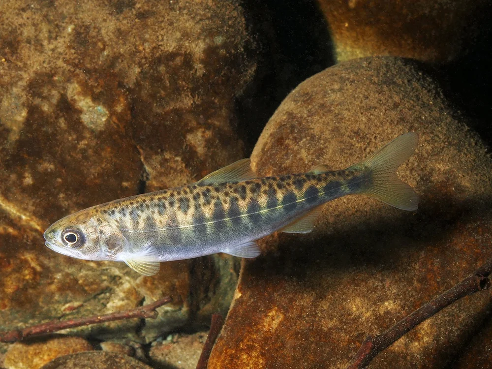 Animals — The Wetland Conservancy
