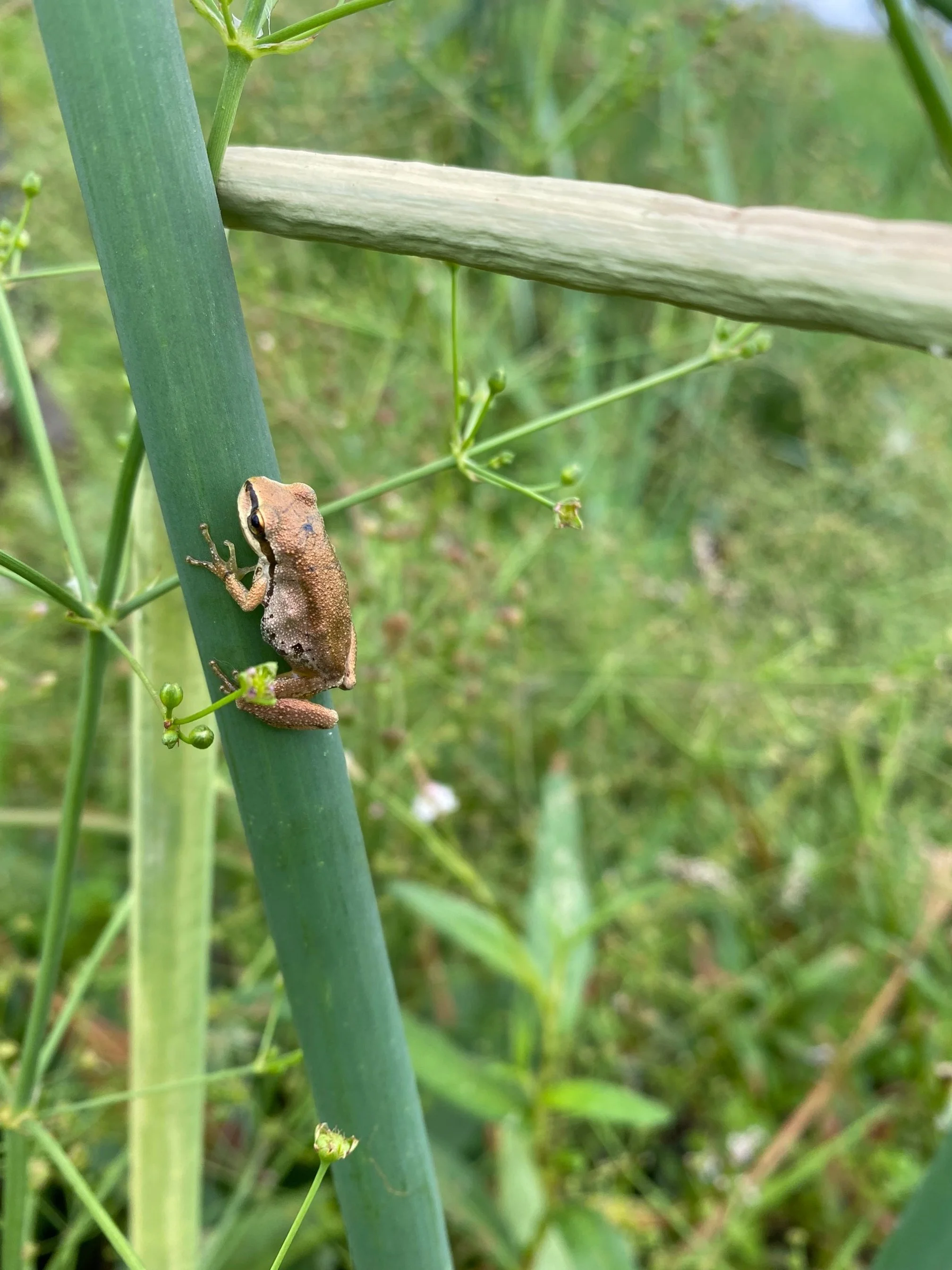 Animals — The Wetland Conservancy