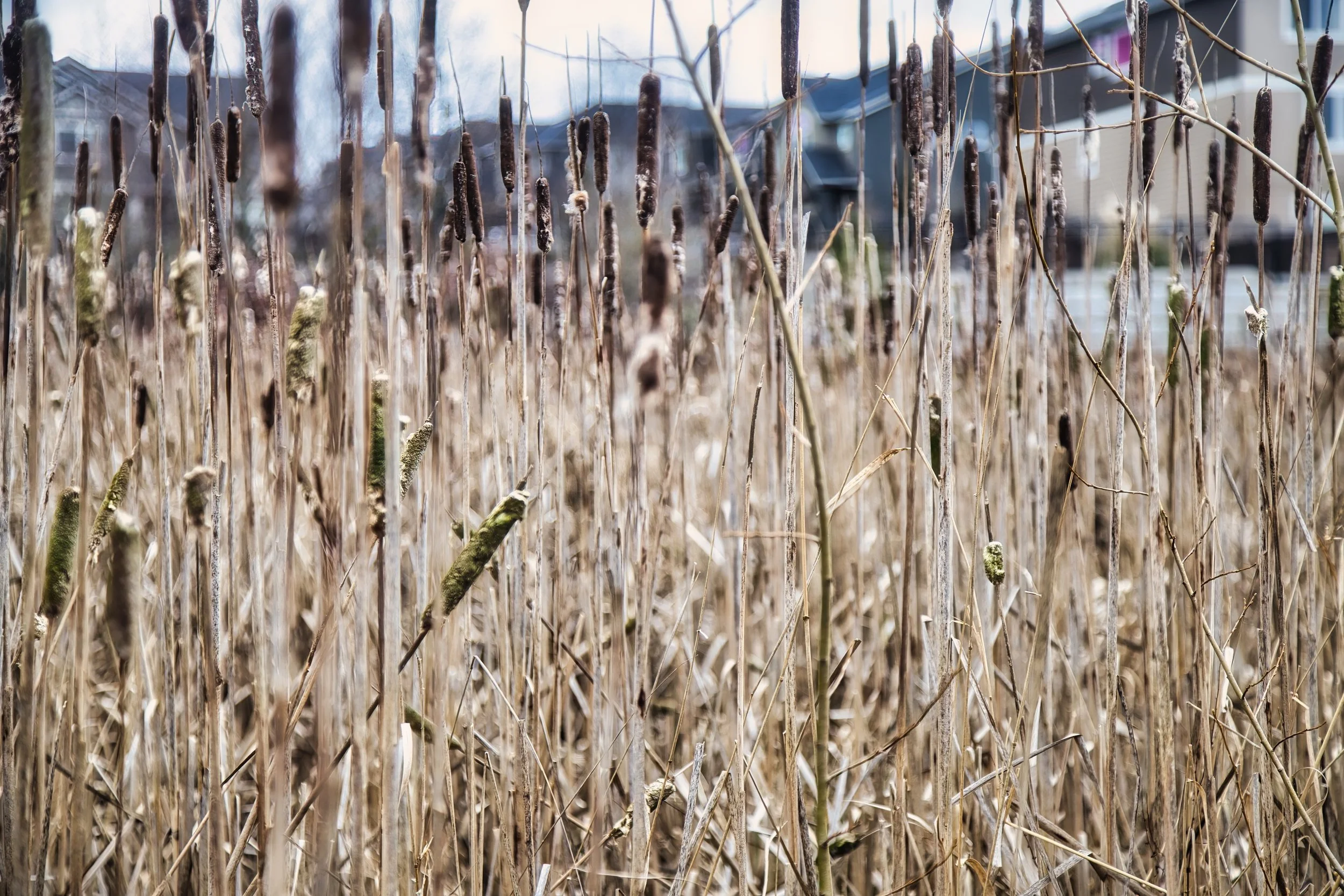 Oregon Wetlands — The Wetland Conservancy