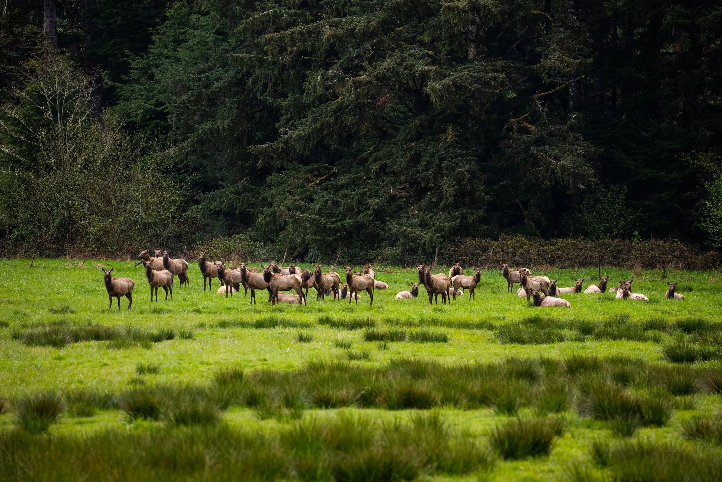 Animals — The Wetland Conservancy