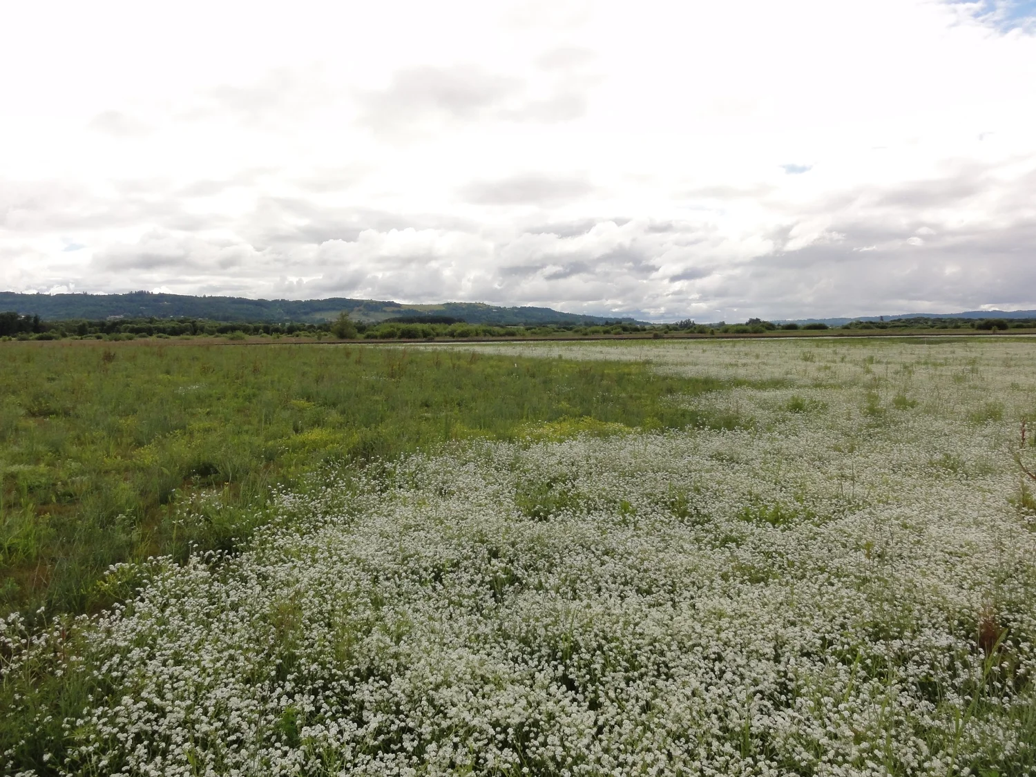 Wetland Mitigation — The Wetland Conservancy