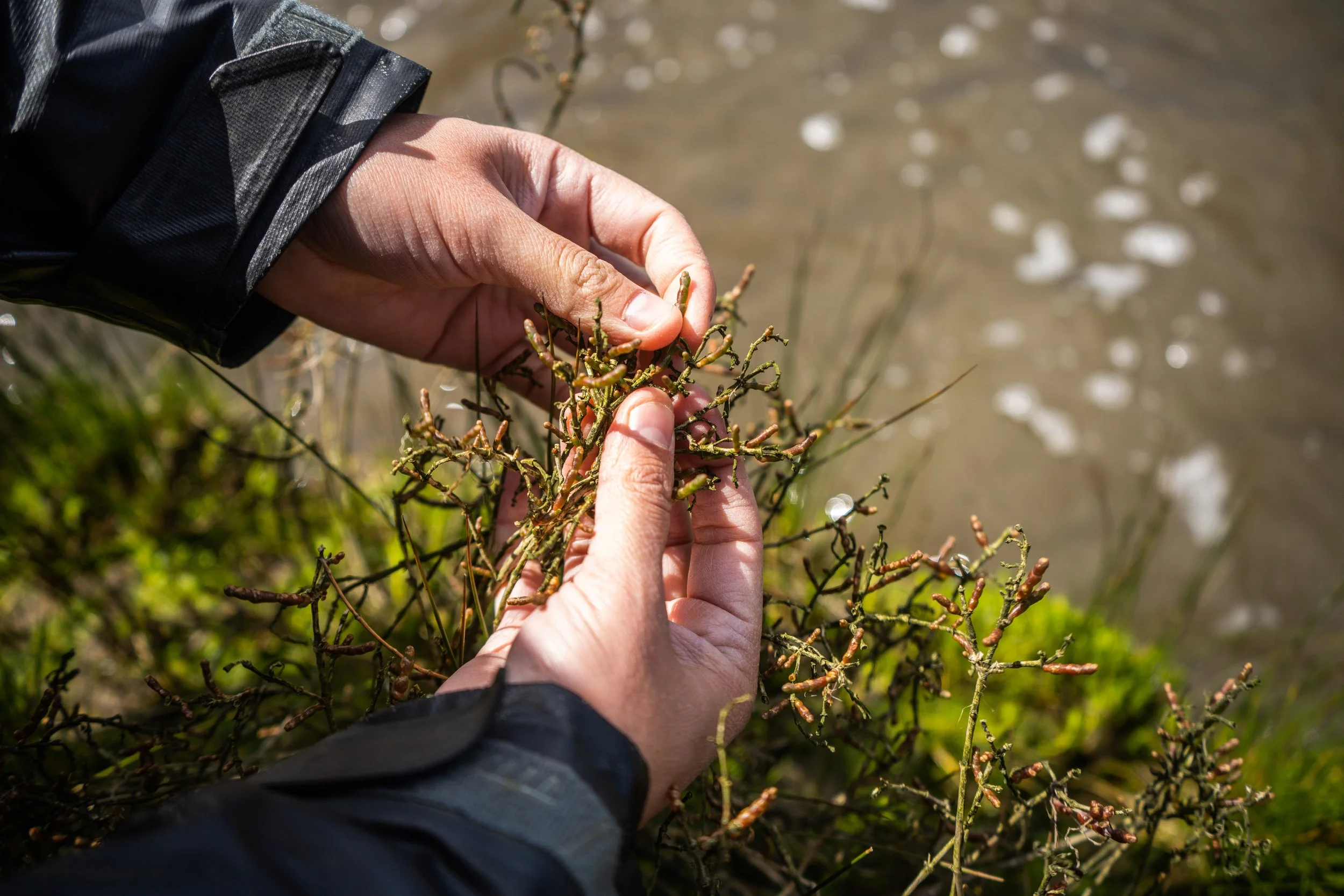 Upcoming Events — The Wetland Conservancy