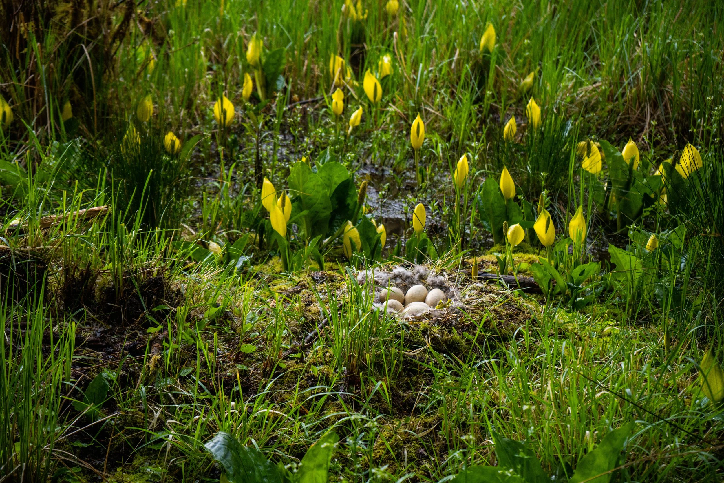 Animals — The Wetland Conservancy
