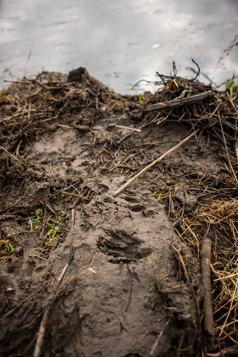 Upcoming Events — The Wetland Conservancy